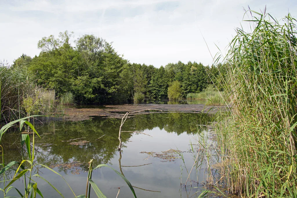 Faszinierendes Haff Réimech – ein Vogel- und Naturparadies in Luxemburg ...